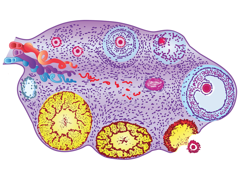 Korpus Luteum Kisti Nedir? Belirtileri, Nedenleri ve Tedavisi – Prof ...